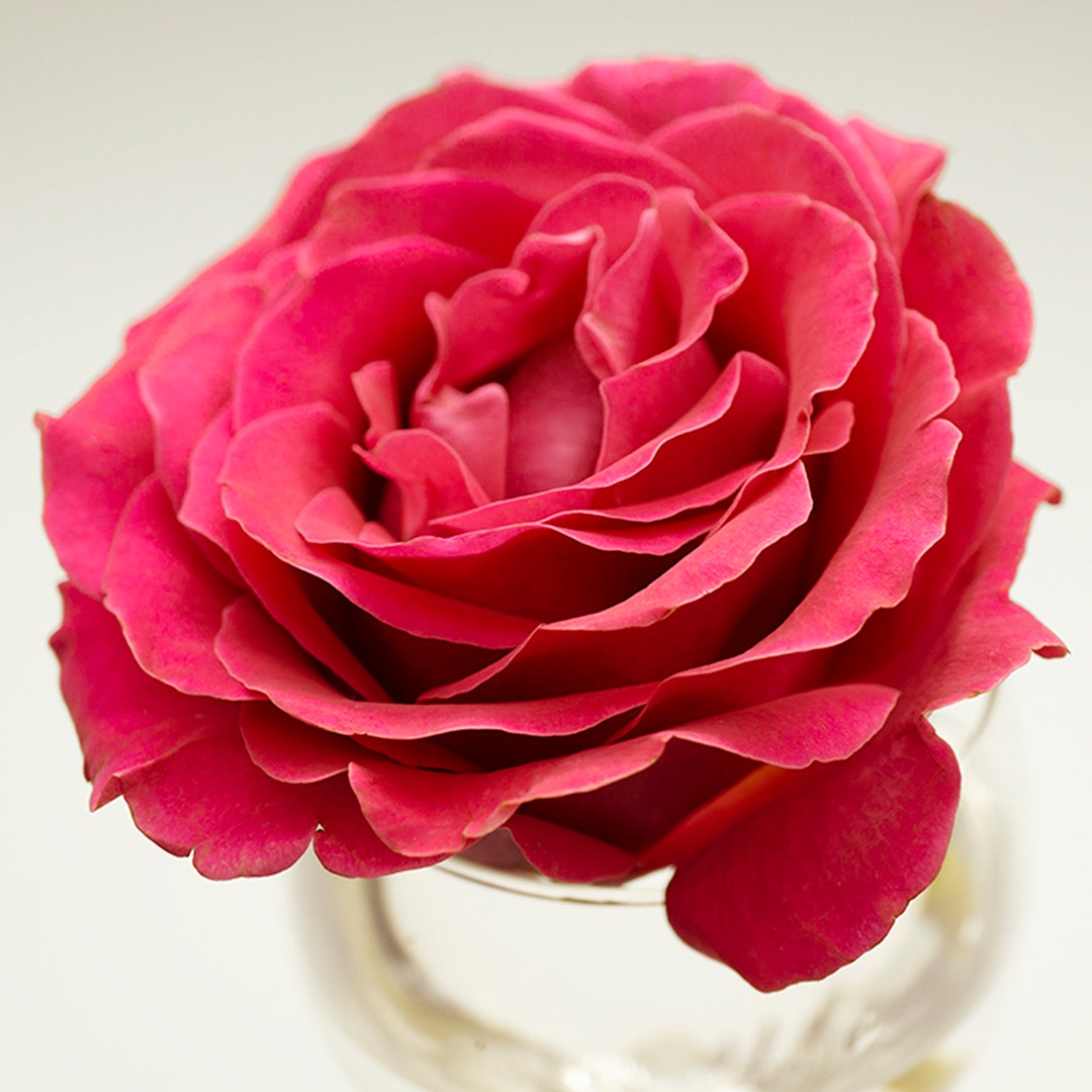 Cherry-red Rose Photograph, Close up Rose, Bright Flower, June Rose ...