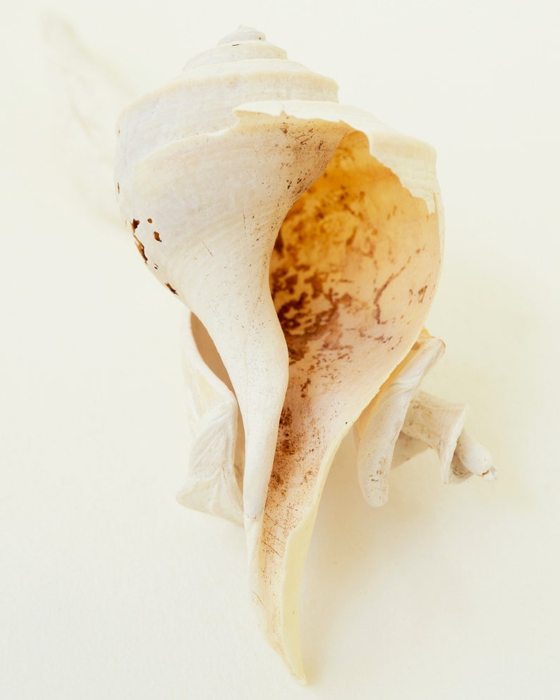 Vertical Welk Shell Fine Art Photograph, Pale Peach Shell, Tumbled Welk ...