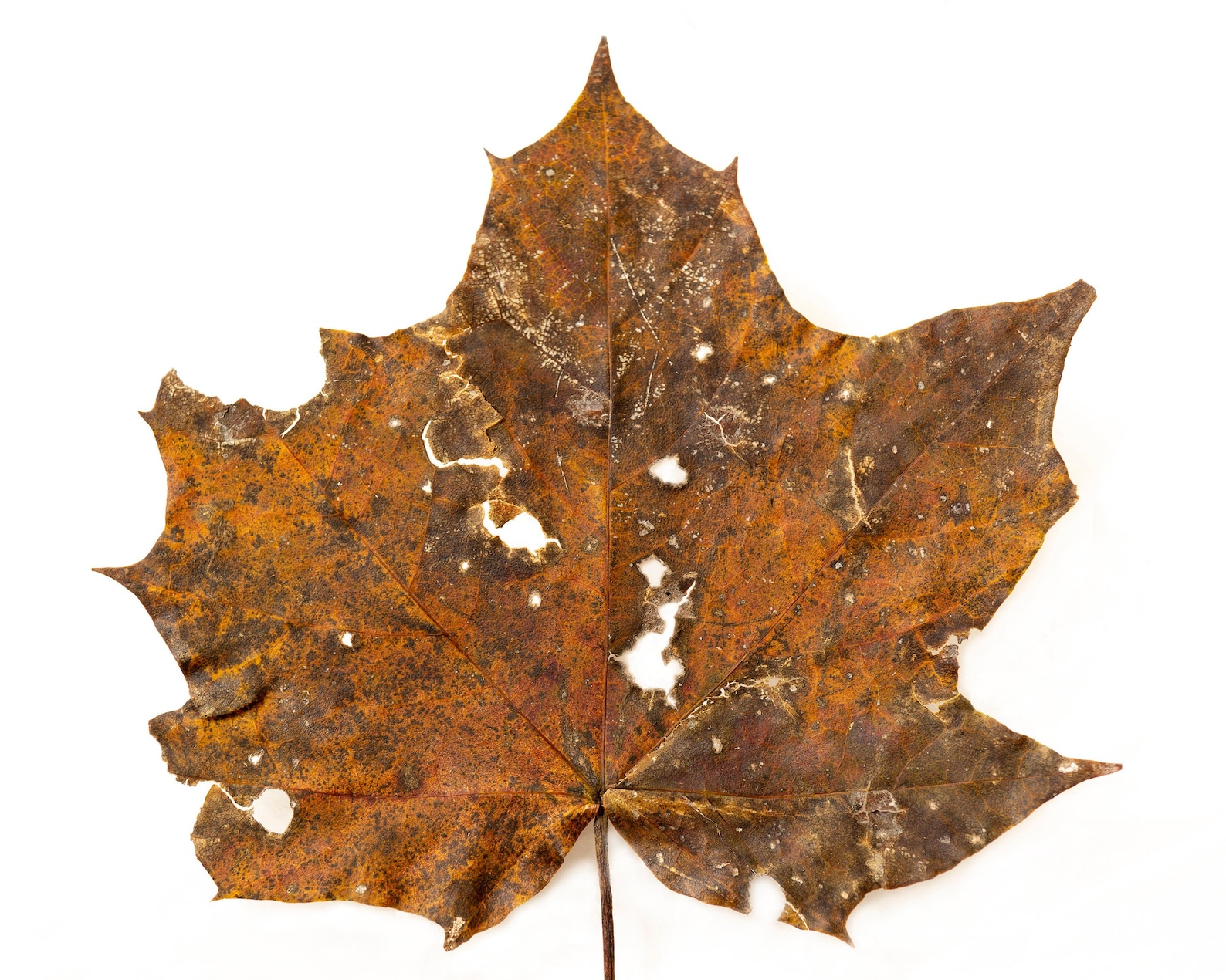 Dry Maple Leaf Photo, Lacey Leaf, Big Brown Leaf, Grunge Leaf, Rustic ...