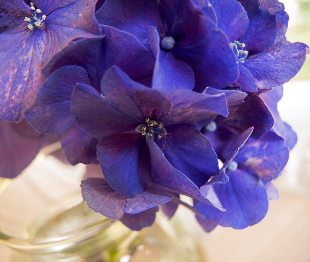 Deep Purple Hydrangea in a Vase Photo, Fine Art Photo, Floral, Close-up ...