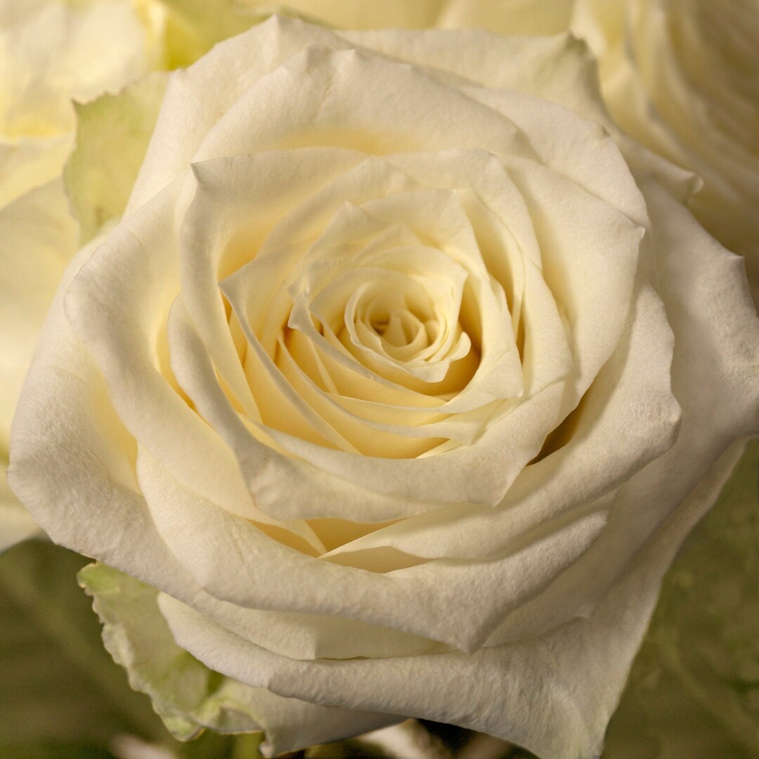 Ivory Rose Photograph, Close-up Single Rose, Fresh Summer Flower ...