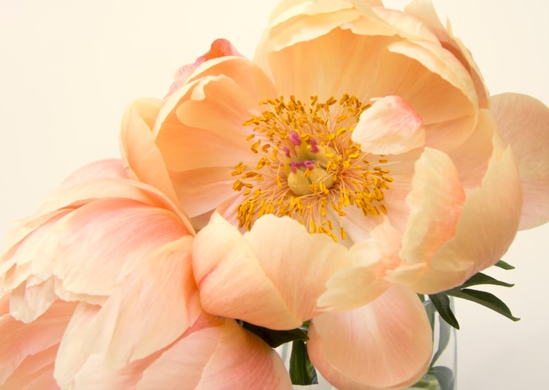 Two Peach Peonies Photo, Pair of Peonies, Peony Close-up, Flower Art ...