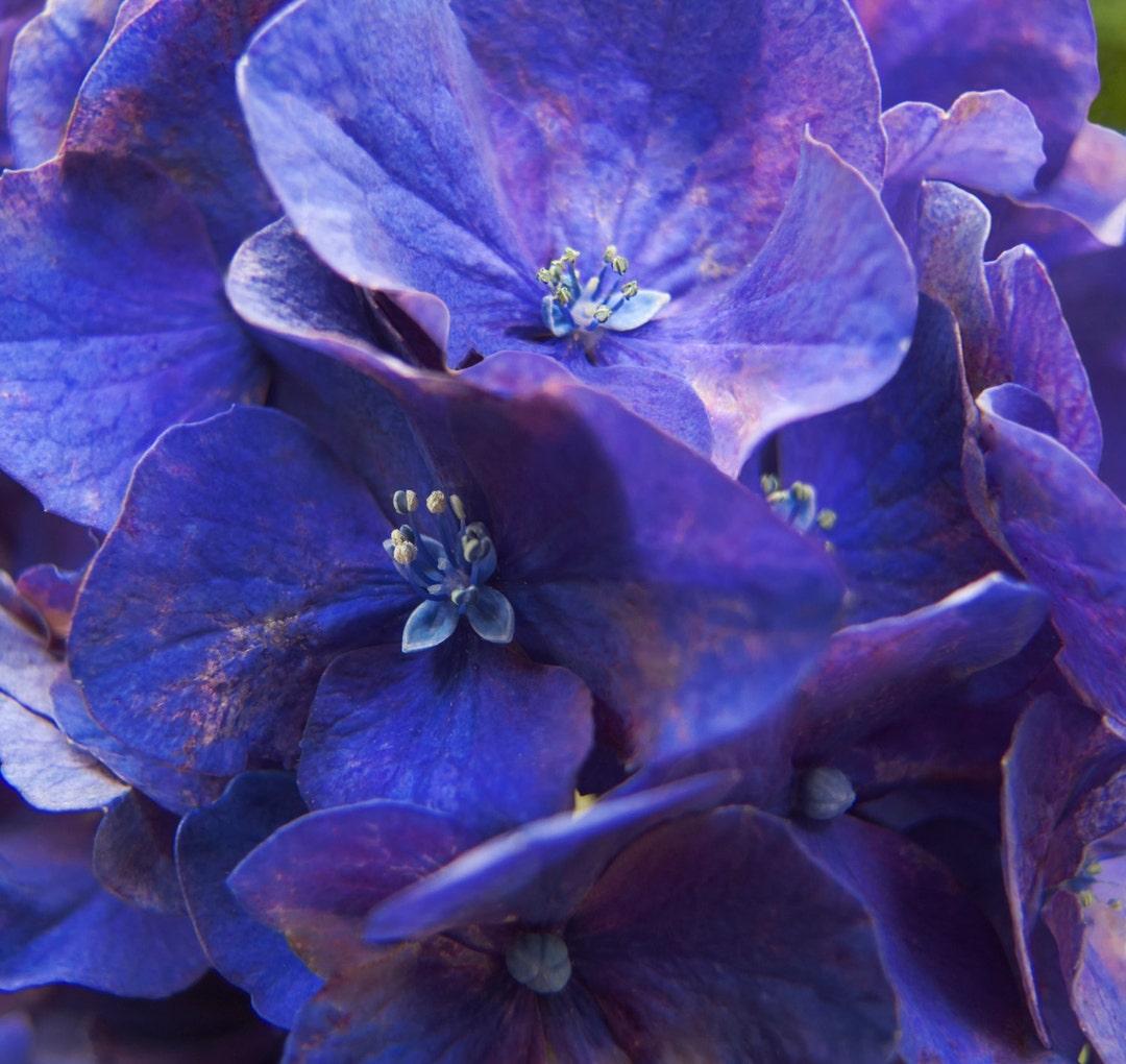 Deep Purple Hydrangea Close up Photo, Purple Flower, Dark Purple Summer ...
