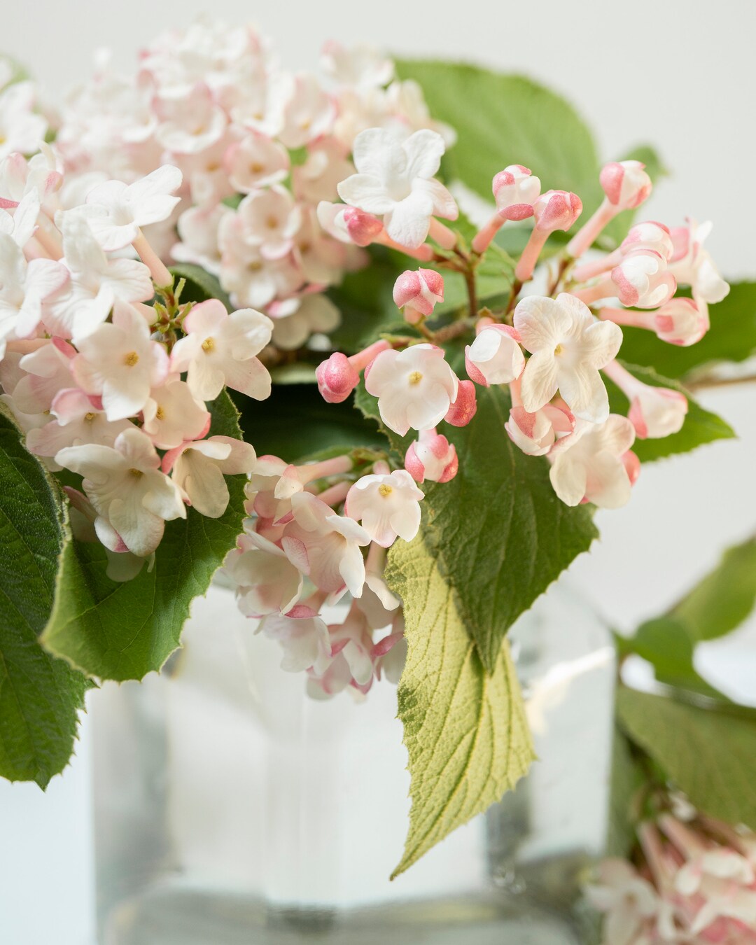 Vibernum Flower Arrangement Photograph, Spring Shrub, White and Pink ...
