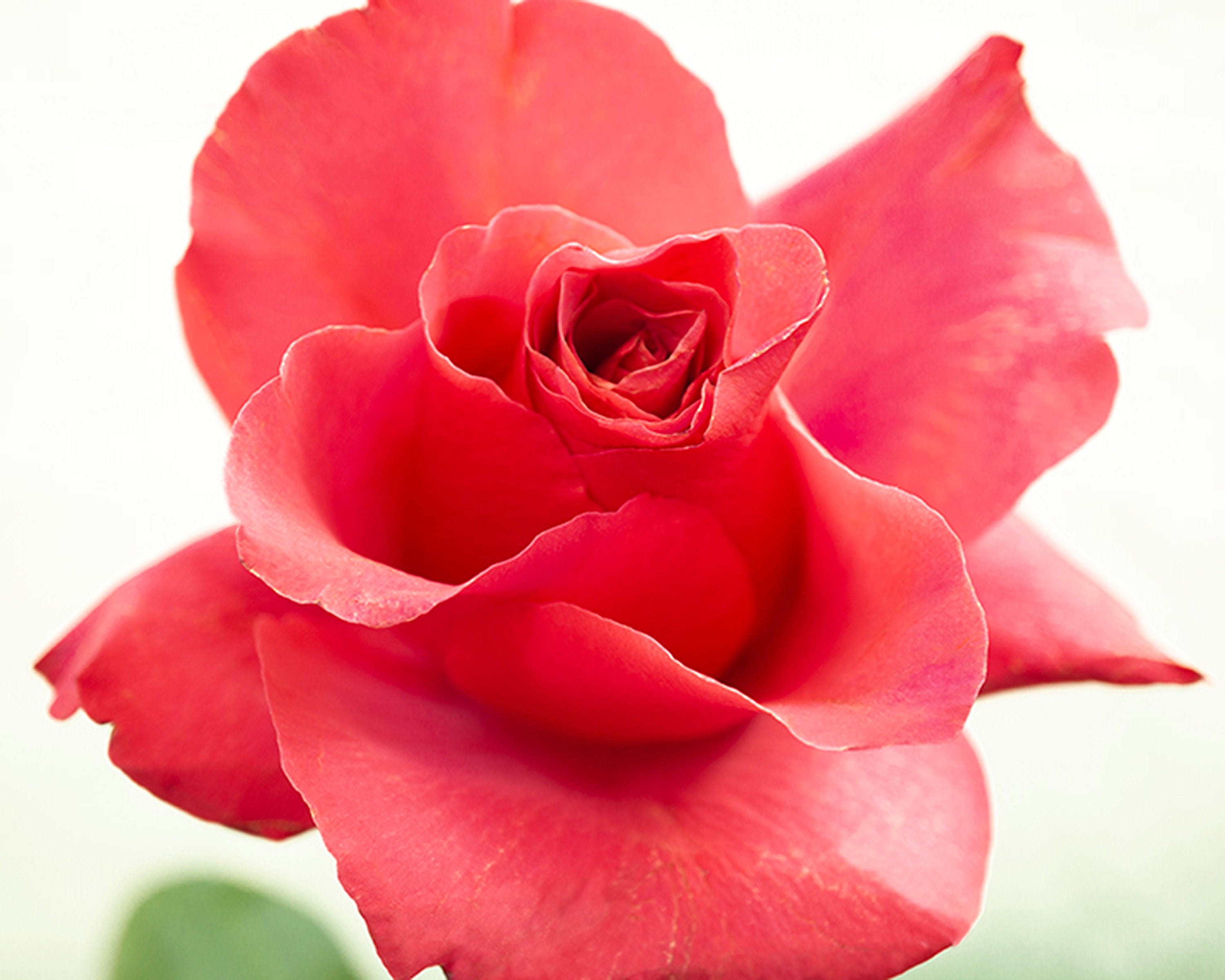 Dunkle rosa-rote Rose Fotografie Nahaufnahme rose helle | Etsy