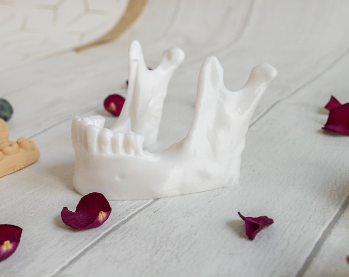 White Jaw Bone Stand Phone and E-reader Holder Lower Mandible - Etsy