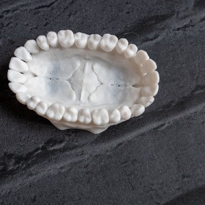 Teeth Bowl - Tooth Jewellery Holder - Tooth Ring Dish - Dentist Gift ...