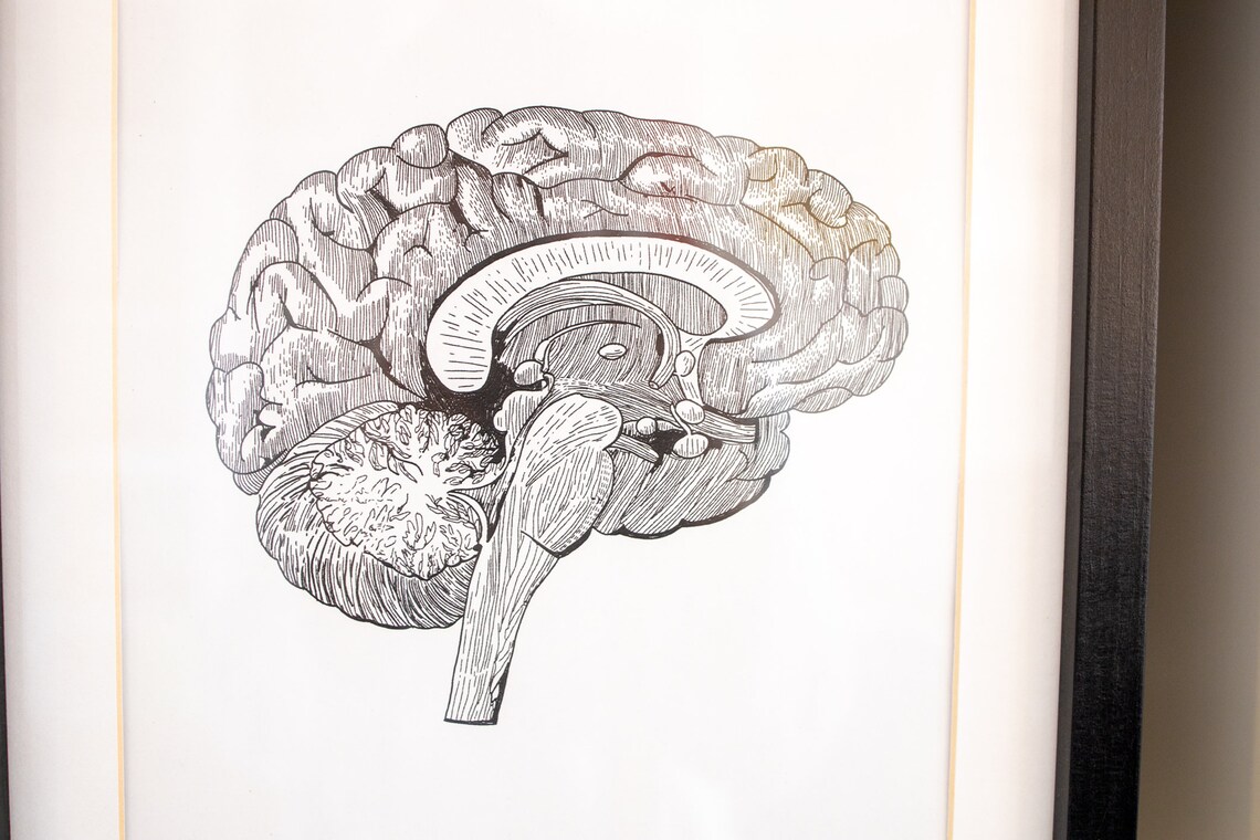 A4 Anatomical Brain Art Print - Etsy