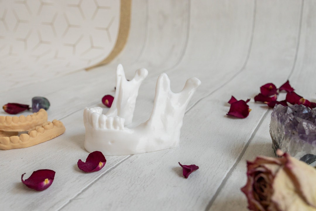 White Jaw Bone Stand - Phone and E-reader Holder - Lower Mandible - Etsy