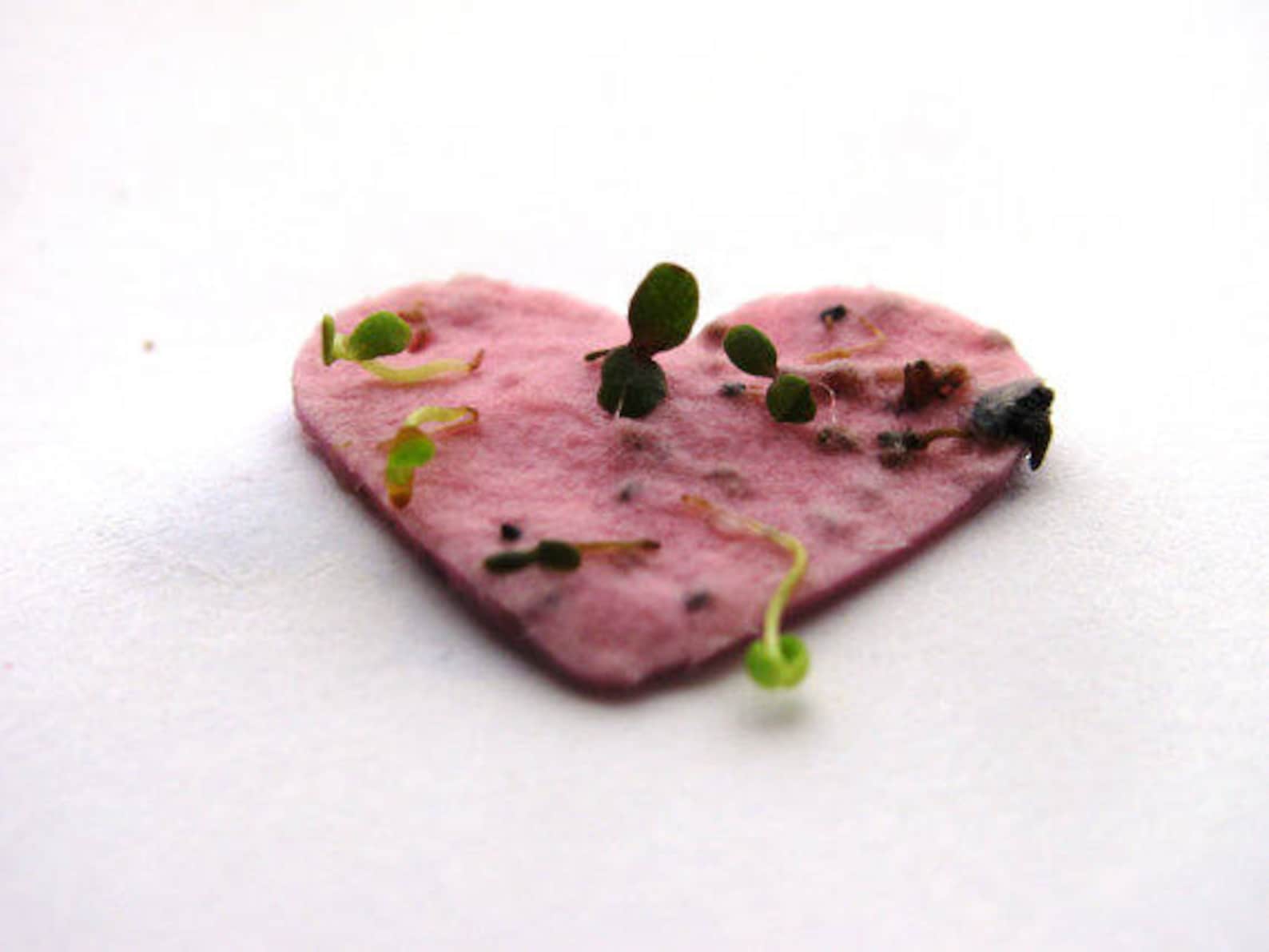 50 Seed Paper Confetti Hearts Wildflower Seeds - Etsy