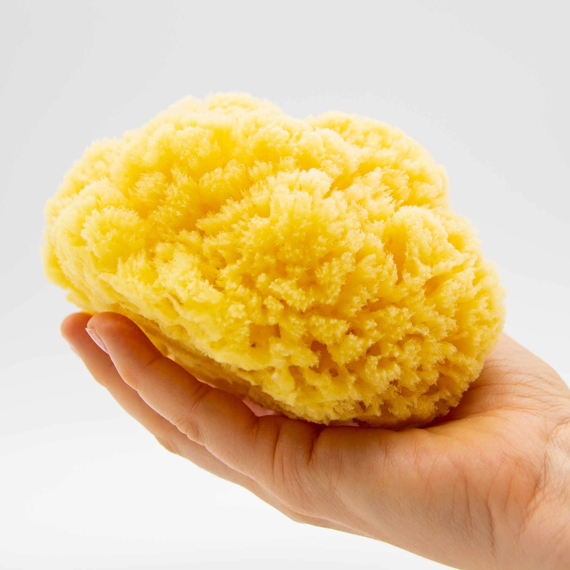 Sea Sponge 5"-6"-sponges-natural Sponge-bath Sponge-soap Making Embeds ...
