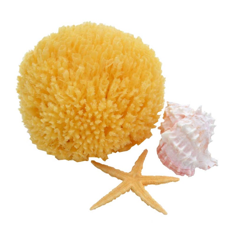 Sea Sponge 5"-6"-sponges-natural Sponge-bath Sponge-soap Making Embeds ...