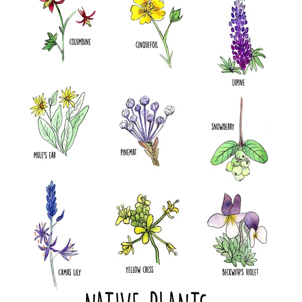 Native Plant - Etsy