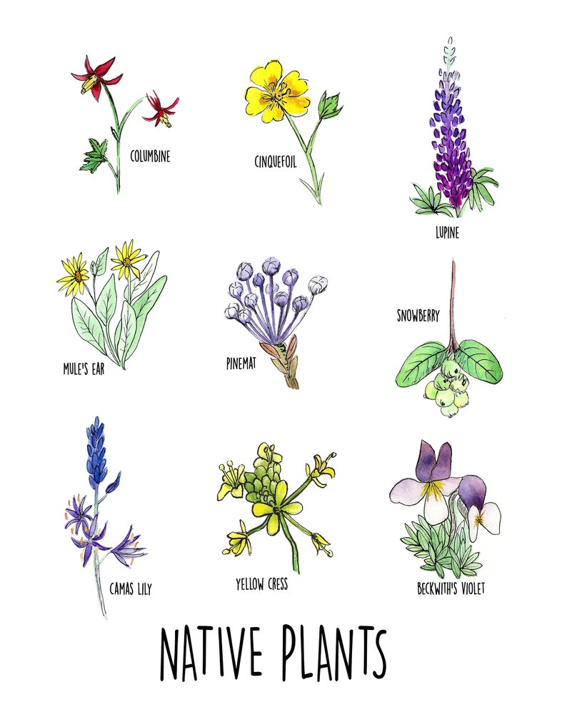 Native Plants Watercolor Print - Etsy