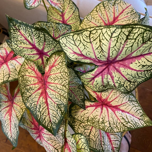 Caladium Bulbs - Etsy
