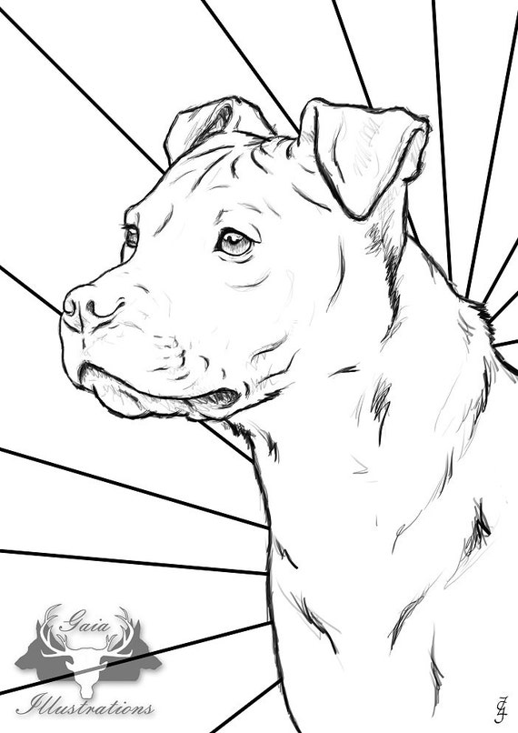 Staffordshire Bull Terrier Sketch Coloring Page