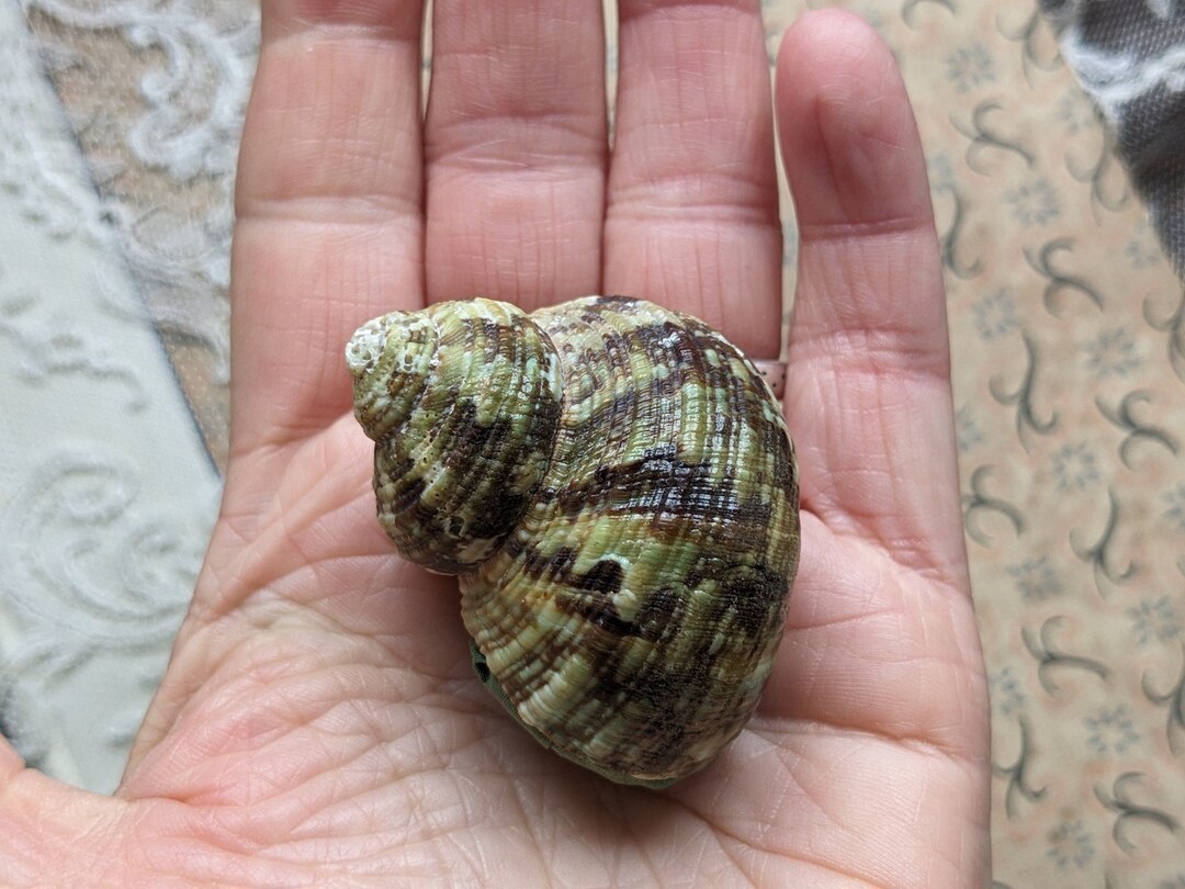 Antique Seashell Pincushion - Etsy