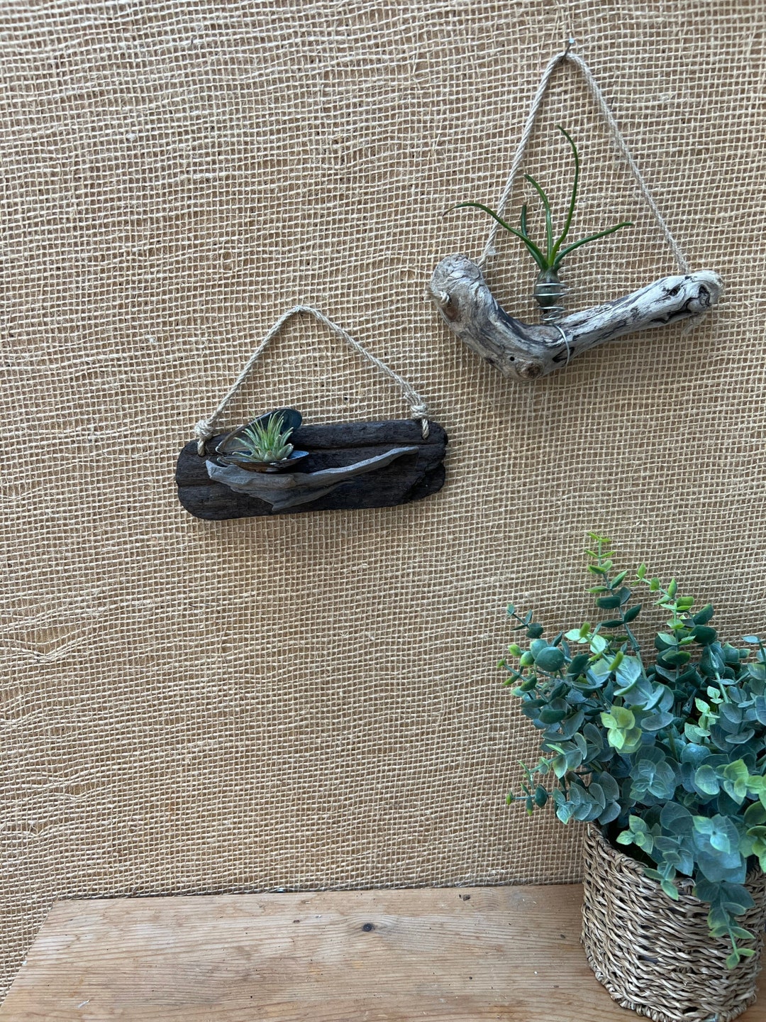 Driftwood Air Plant Mussel Shell Wire Wall Art Holder "nautical Style ...