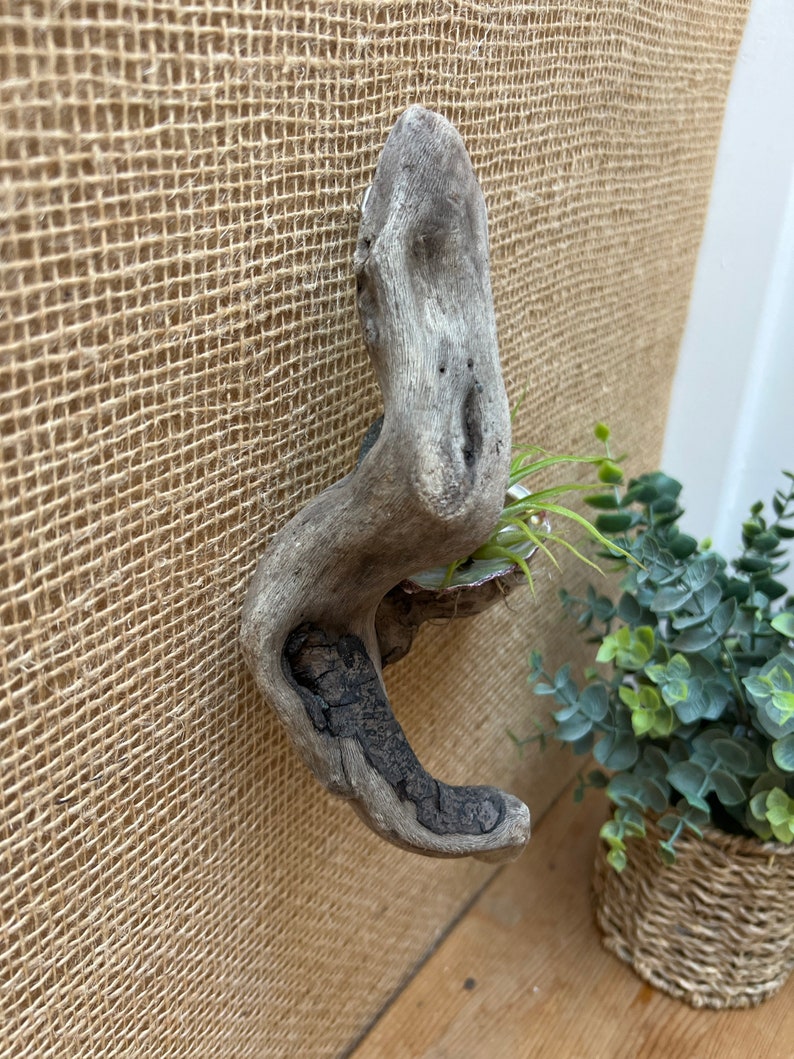 Driftwood Air Plant Wall Holder Abalone Shell Wall Garden - Etsy