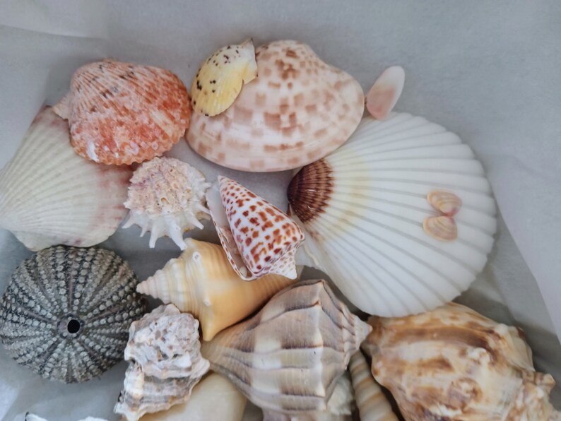 Florida Seashells 25 Pieces Mystery Box Hand Selected Marco Island 10k ...