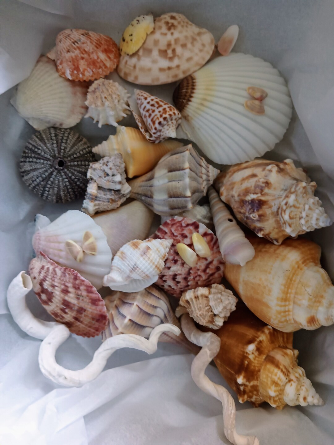 Florida Seashells 25 Pieces Mystery Box Hand Selected Marco Island 10k ...