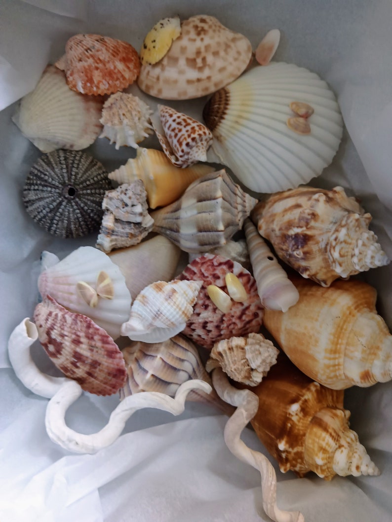Florida Seashells 25 Pieces Mystery Box Hand Selected Marco Island 10k ...