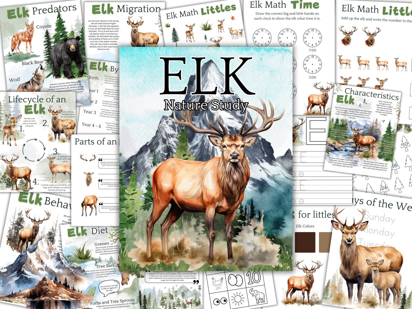 ELK Nature Unit Study, Lifecycle, Anatomy, Predators, Homeschool ...