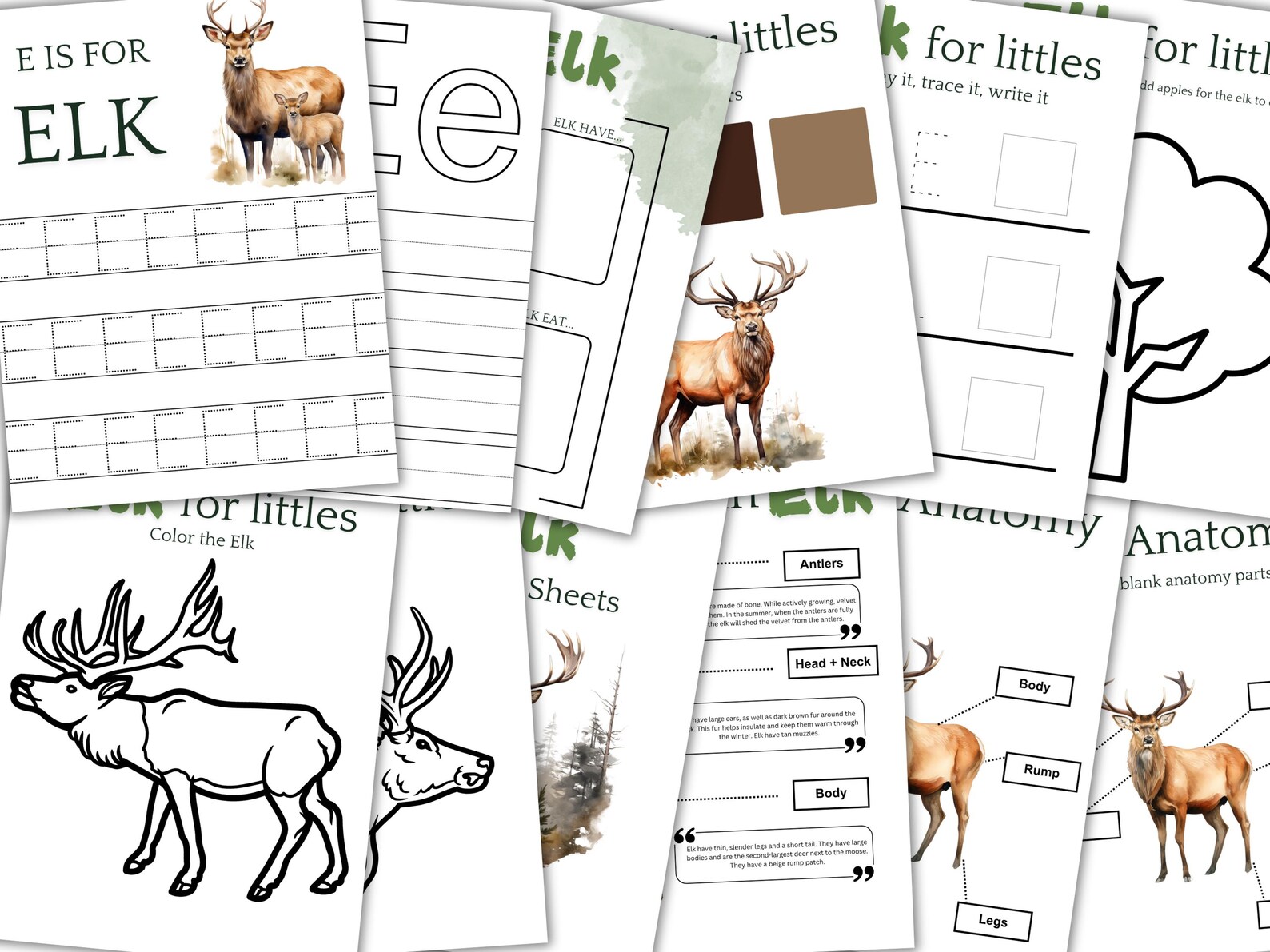 ELK Nature Unit Study, Lifecycle, Anatomy, Predators, Homeschool ...