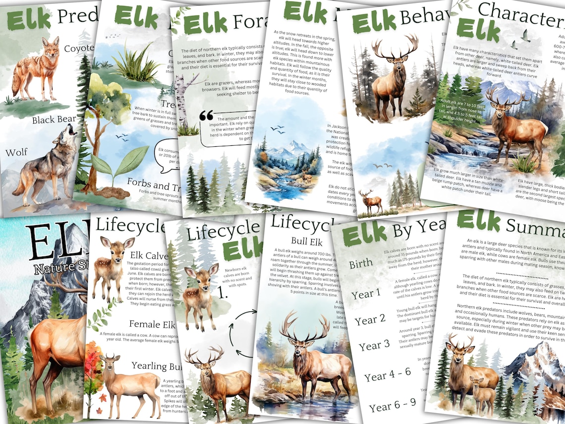 ELK Nature Unit Study, Lifecycle, Anatomy, Predators, Homeschool ...