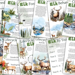 ELK Nature Unit Study, Lifecycle, Anatomy, Predators, Homeschool ...
