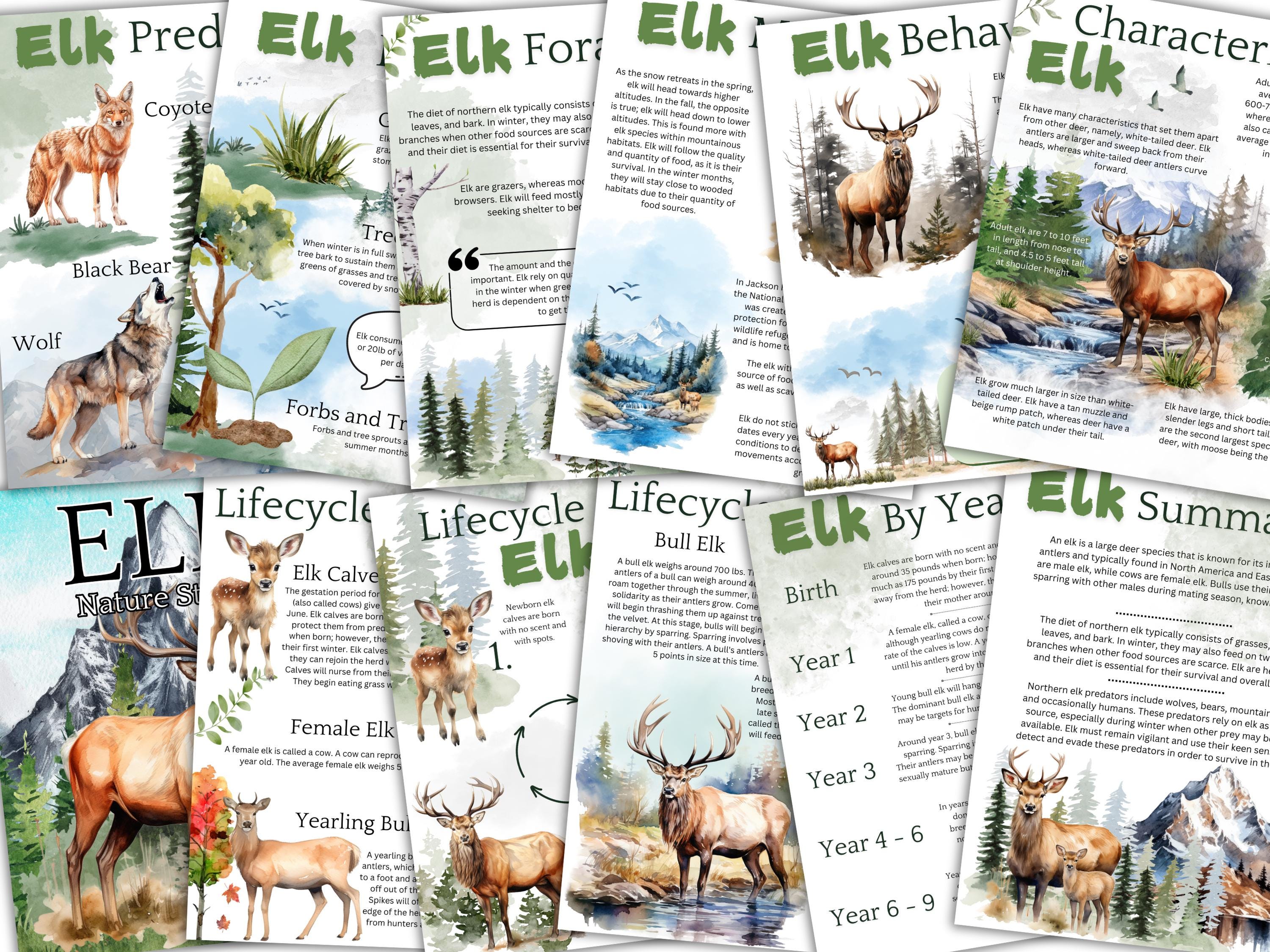 ELK Nature Unit Study, Lifecycle, Anatomy, Predators, Homeschool ...
