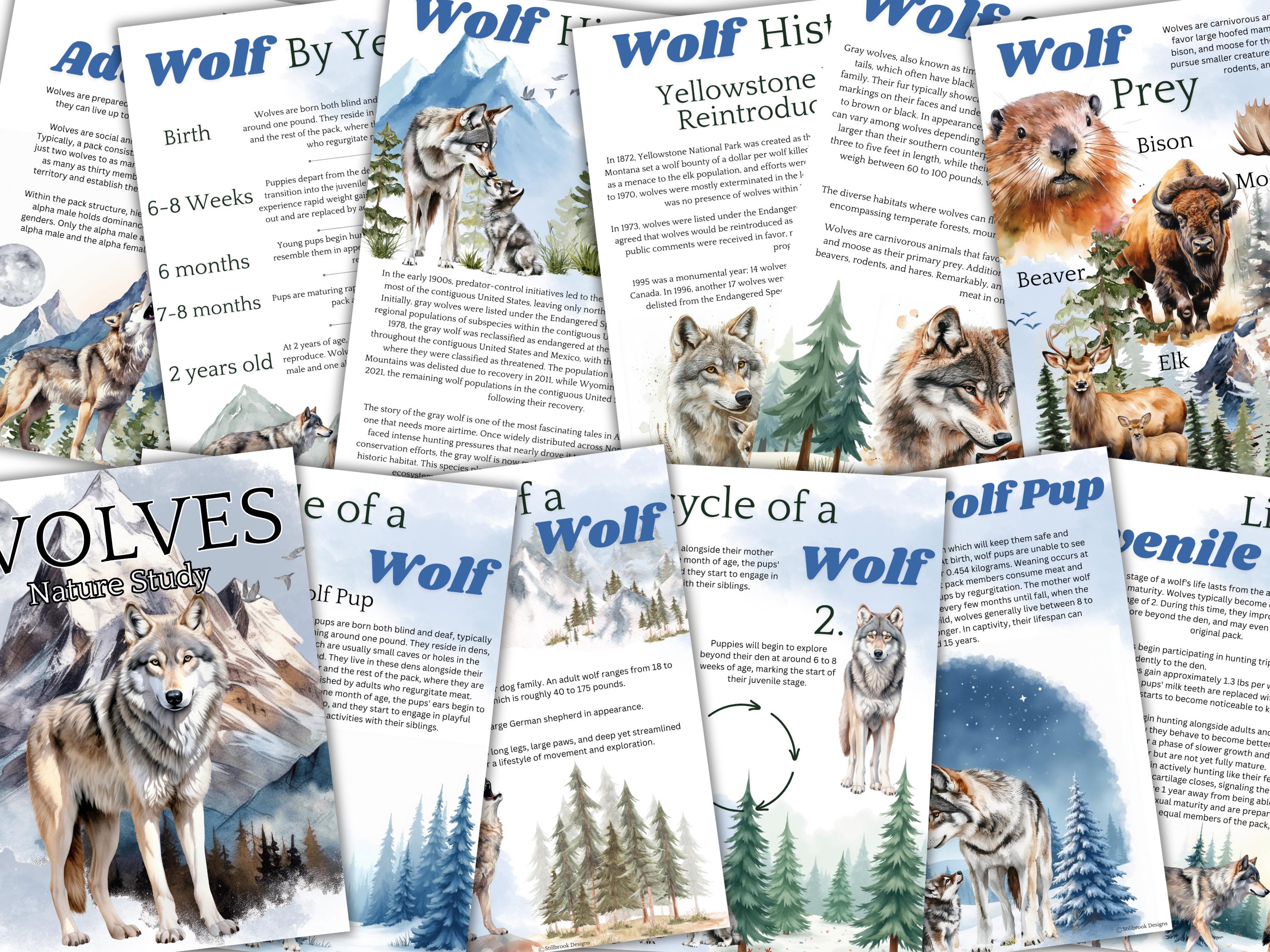 WOLVES Nature Unit Study, Wolf Lifecycle, Anatomy, Predators ...