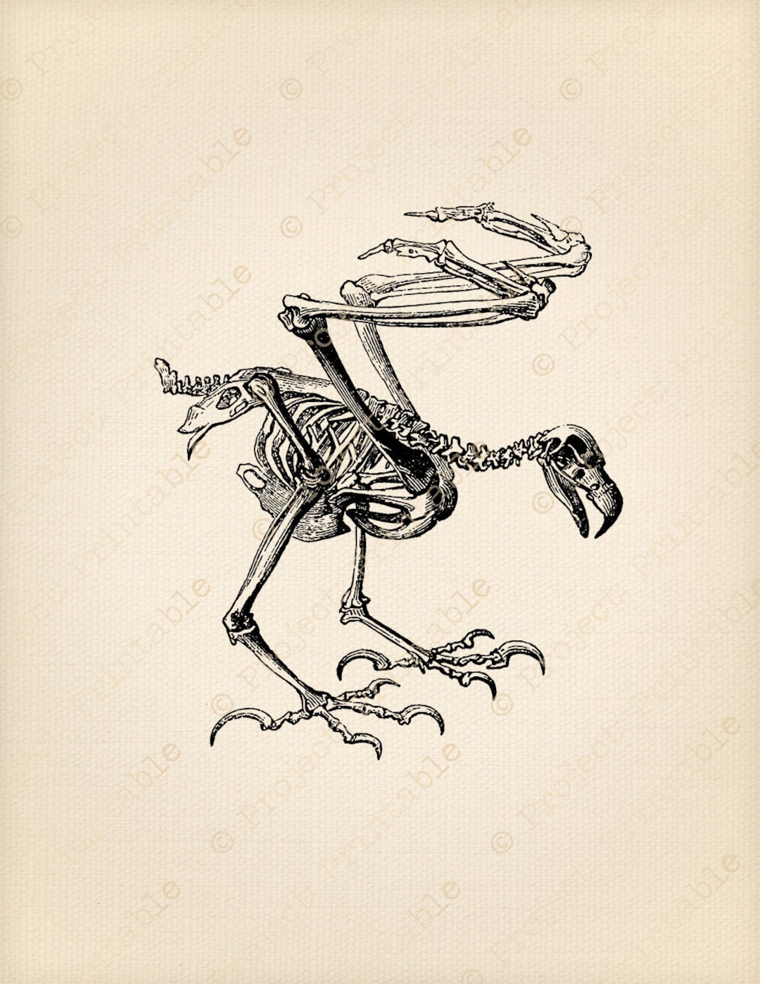 Anatomical BIRD SKELETON Instant Download Fabric Transfer Skull Bones ...
