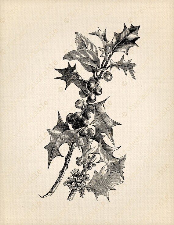 Vintage Christmas Holly Clipart