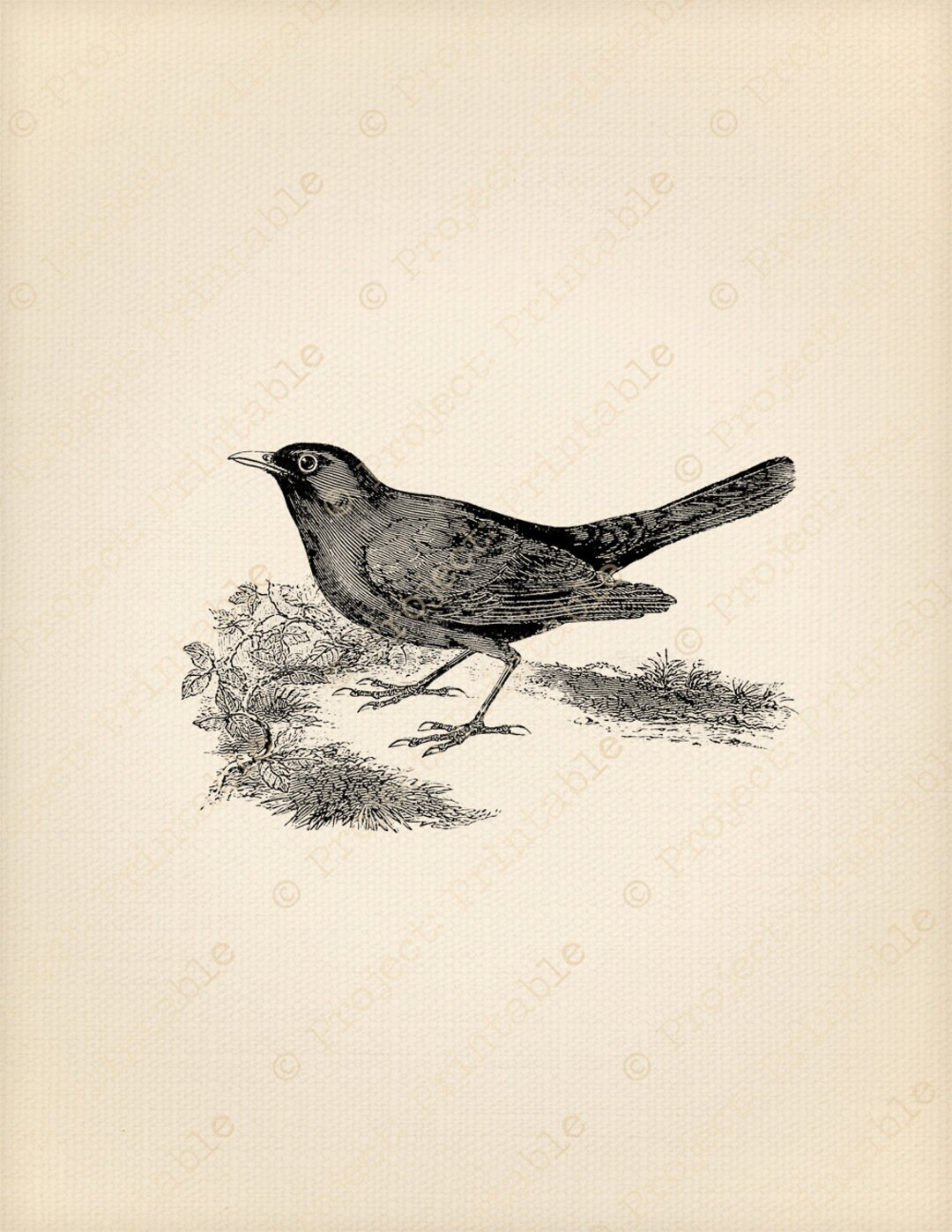 Instant Download Printable Iron on Fabric Transfer Image Bird Graphics ...