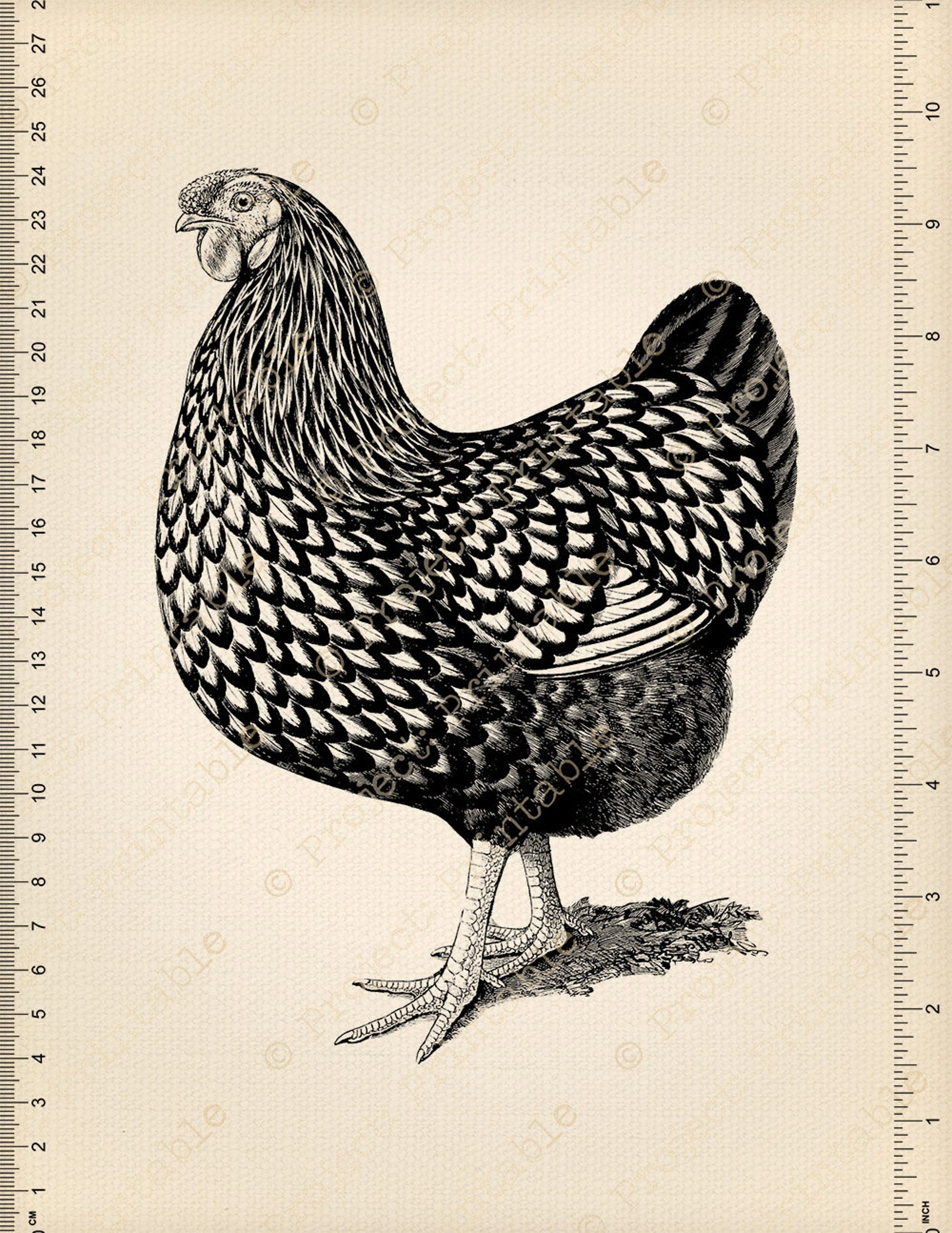 Instant Download Digital Graphics Printable Vintage Cockerel - Etsy UK