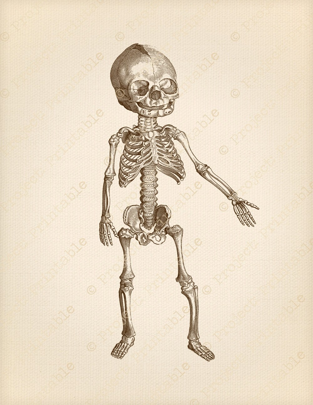 Fetus Skeleton Drawing