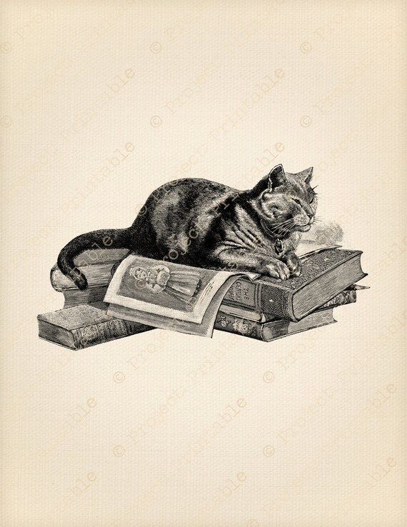 Cat Reading Book Drawing