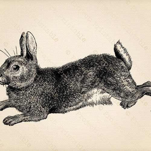 Printable Digital Graphics Vintage Bunny RABBIT Clip Art | Etsy