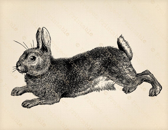 Printable Digital Graphics Vintage Bunny RABBIT Clip Art | Etsy