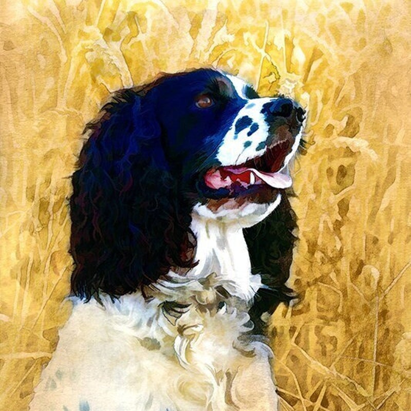 Springer Spaniel Art - Etsy