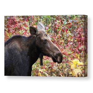 Moose Decor, Moose Canvas, Moose Art, Rustic Decor, Animal Canvas ...