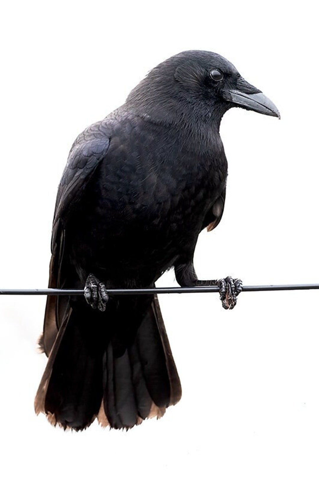 Crow Photograph, Crow Print, Crow Wall Decor, Crow Photography, Bird ...