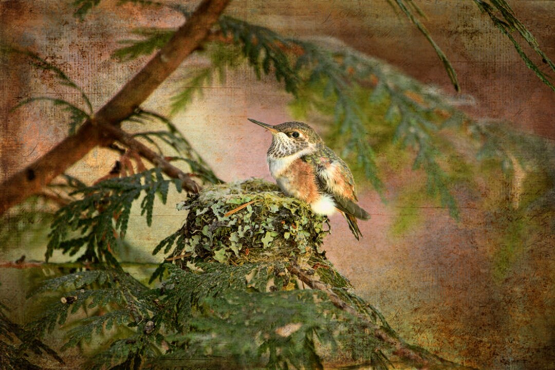 Hummingbird Print, Baby Hummingbird, Hummingbird Wall Art, Hummingbird ...