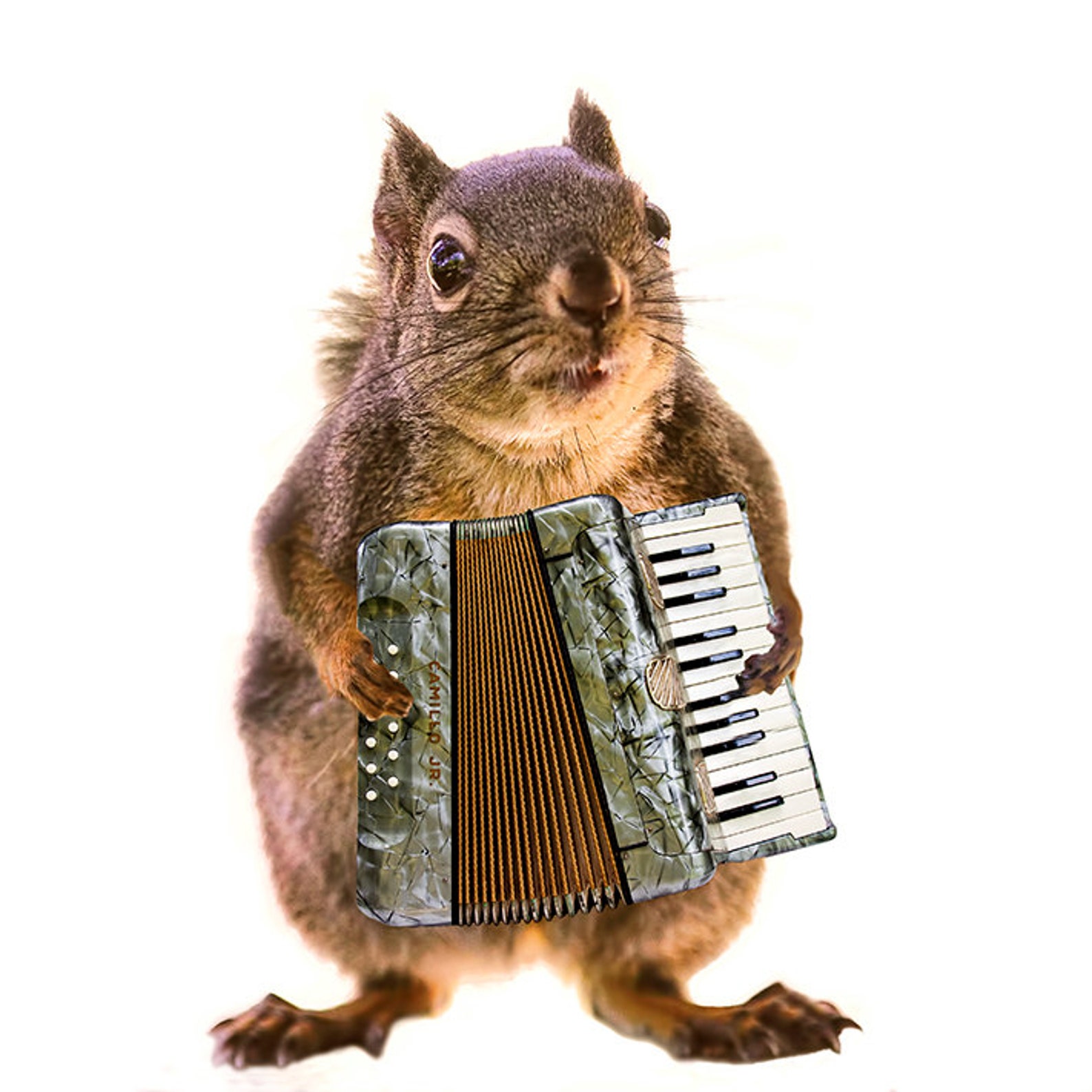 Accordion Funny Animal Art Musician Gifts Squirrel Print | Etsy