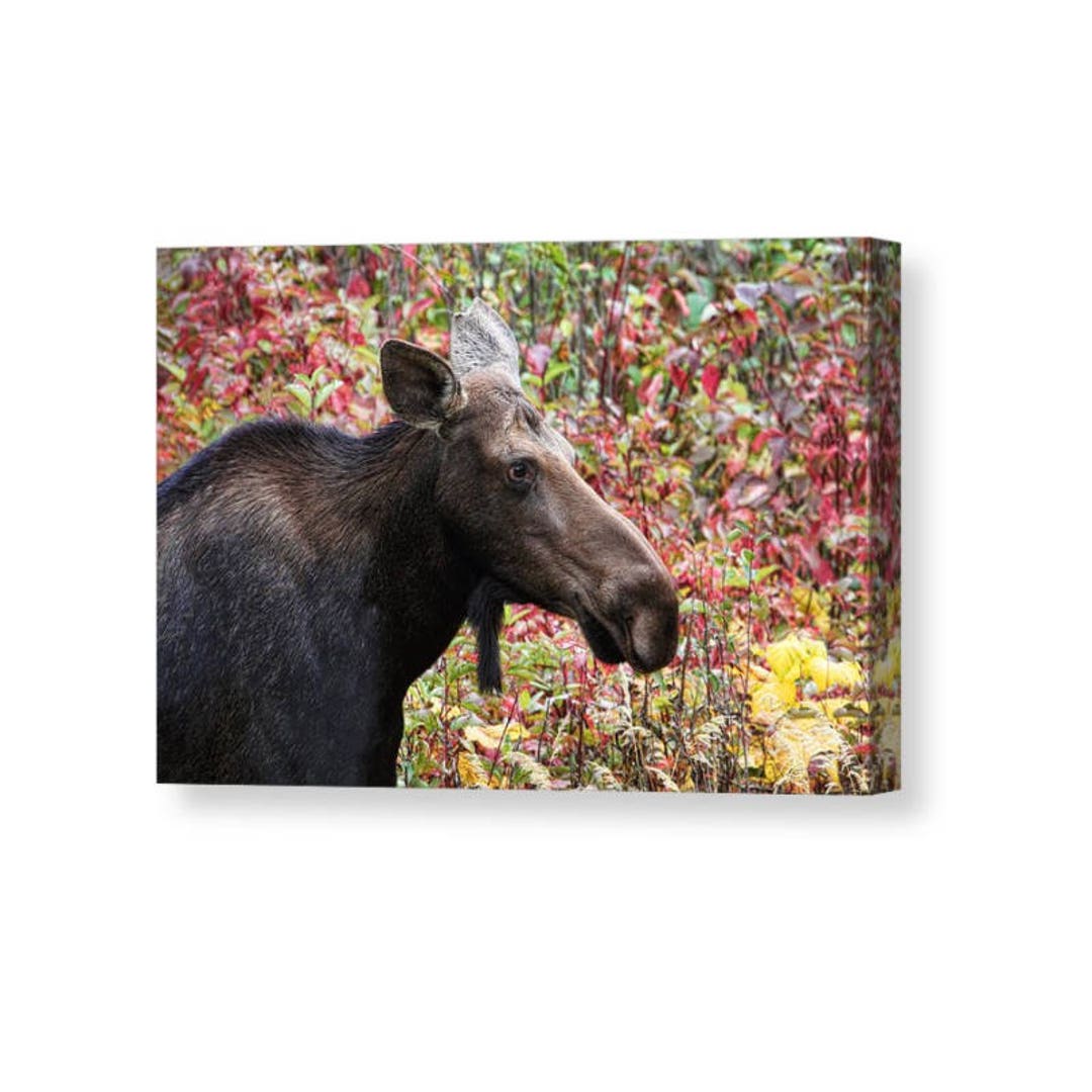 Moose Decor, Moose Canvas, Moose Art, Rustic Decor, Animal Canvas ...