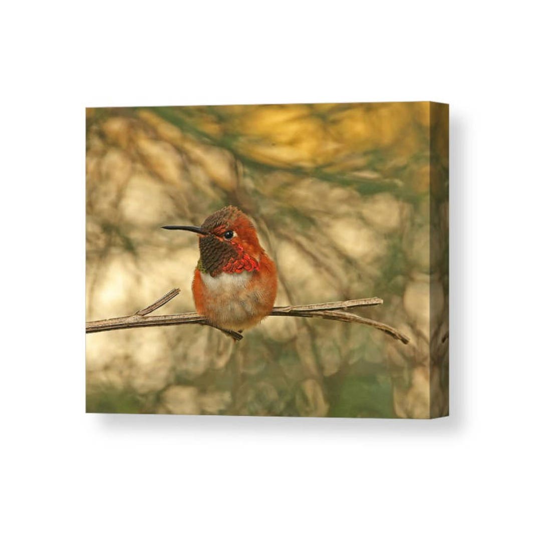 Hummingbird Canvas, Bird Canvas Art, Rufous Hummingbird, Humming Bird ...