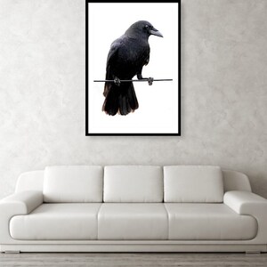 Crow Photograph, Crow Print, Crow Wall Decor, Crow Photography, Bird ...