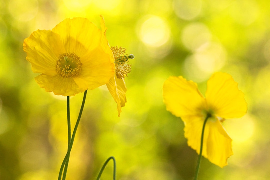 Yellow Poppies, Yellow Wall Art, Yellow Decor, Nature Photography, Fine ...
