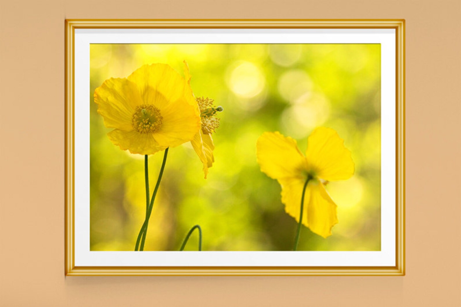 Yellow Poppies Yellow Wall Art Yellow Decor Nature - Etsy
